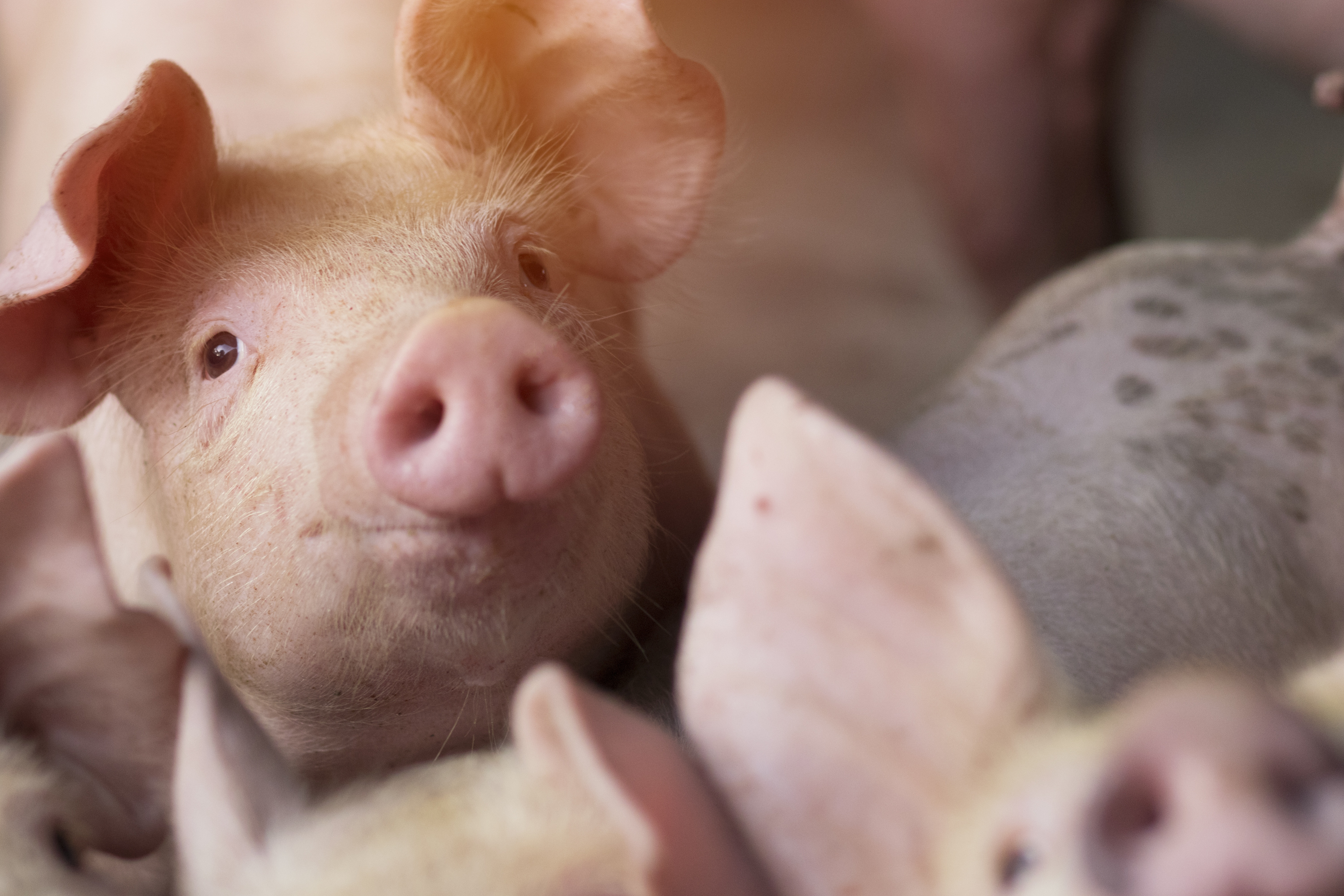 Pig-human hybrids could save our lives one day | PeopleHype