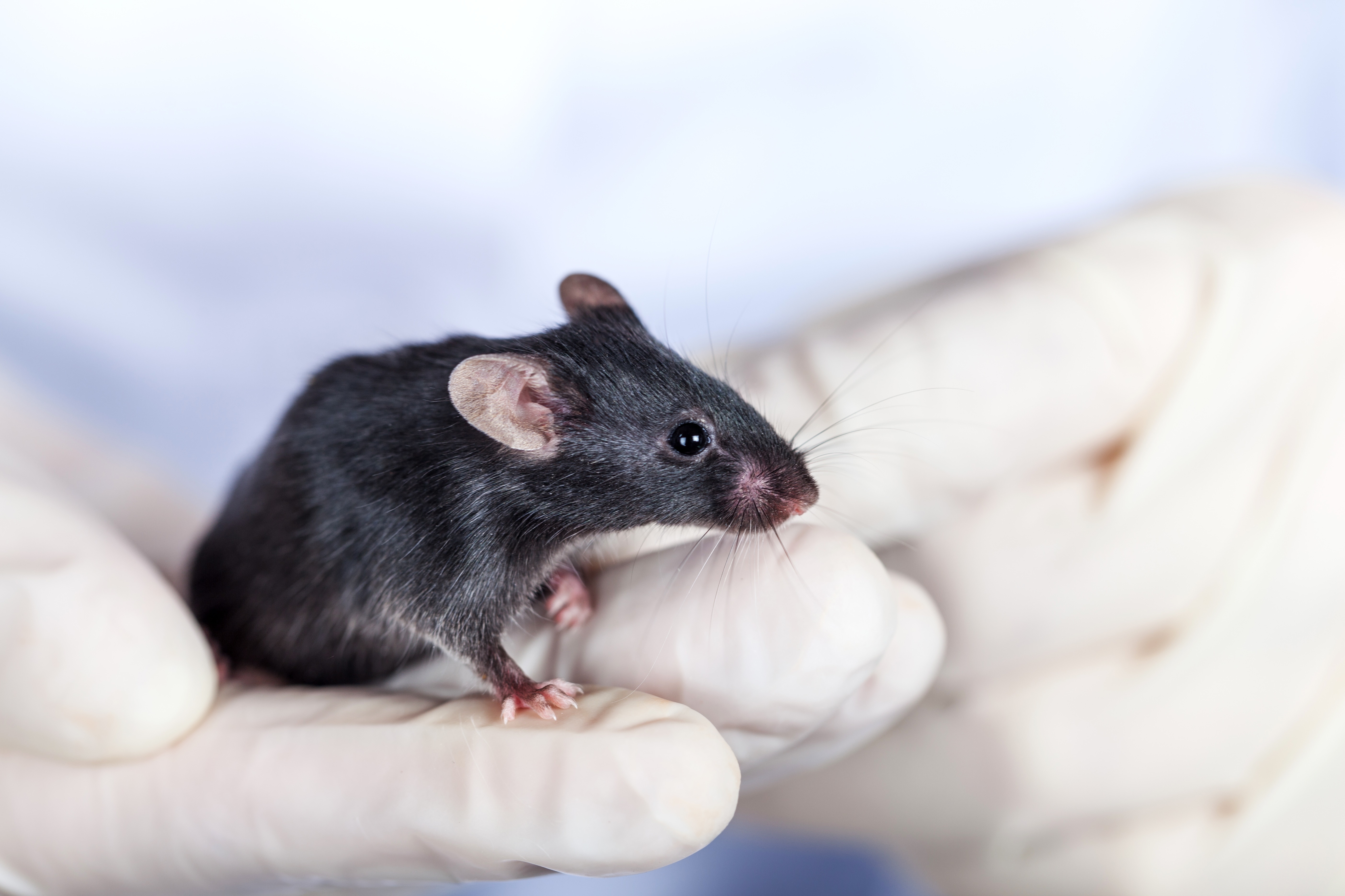 Same-Sex Mice Can Have Babies | PeopleHype