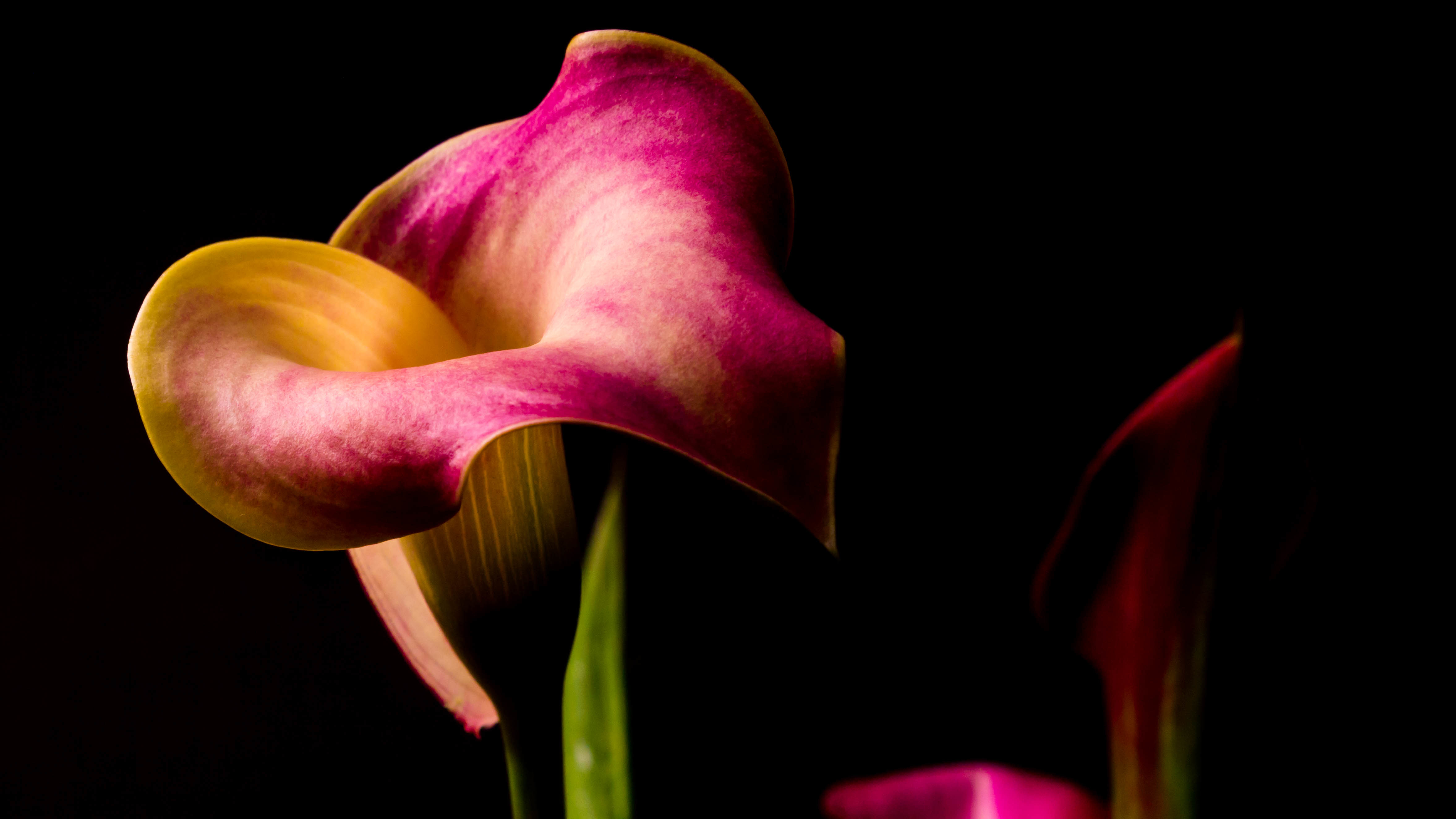 A History Of "April Showers Bring May Flowers" | PeopleHype