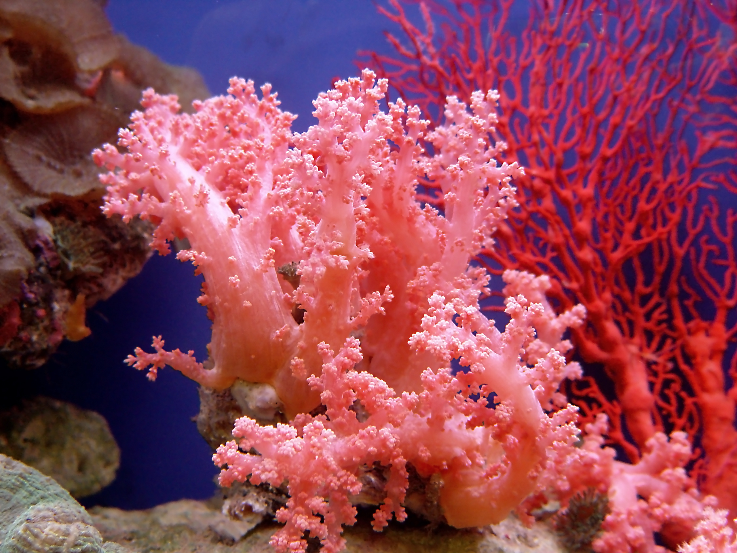 Here's How Coral Reefs Are Being Conserved | PeopleHype